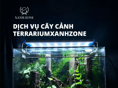 Terrarium Xanh Zone – Bringing Nature Closer to You